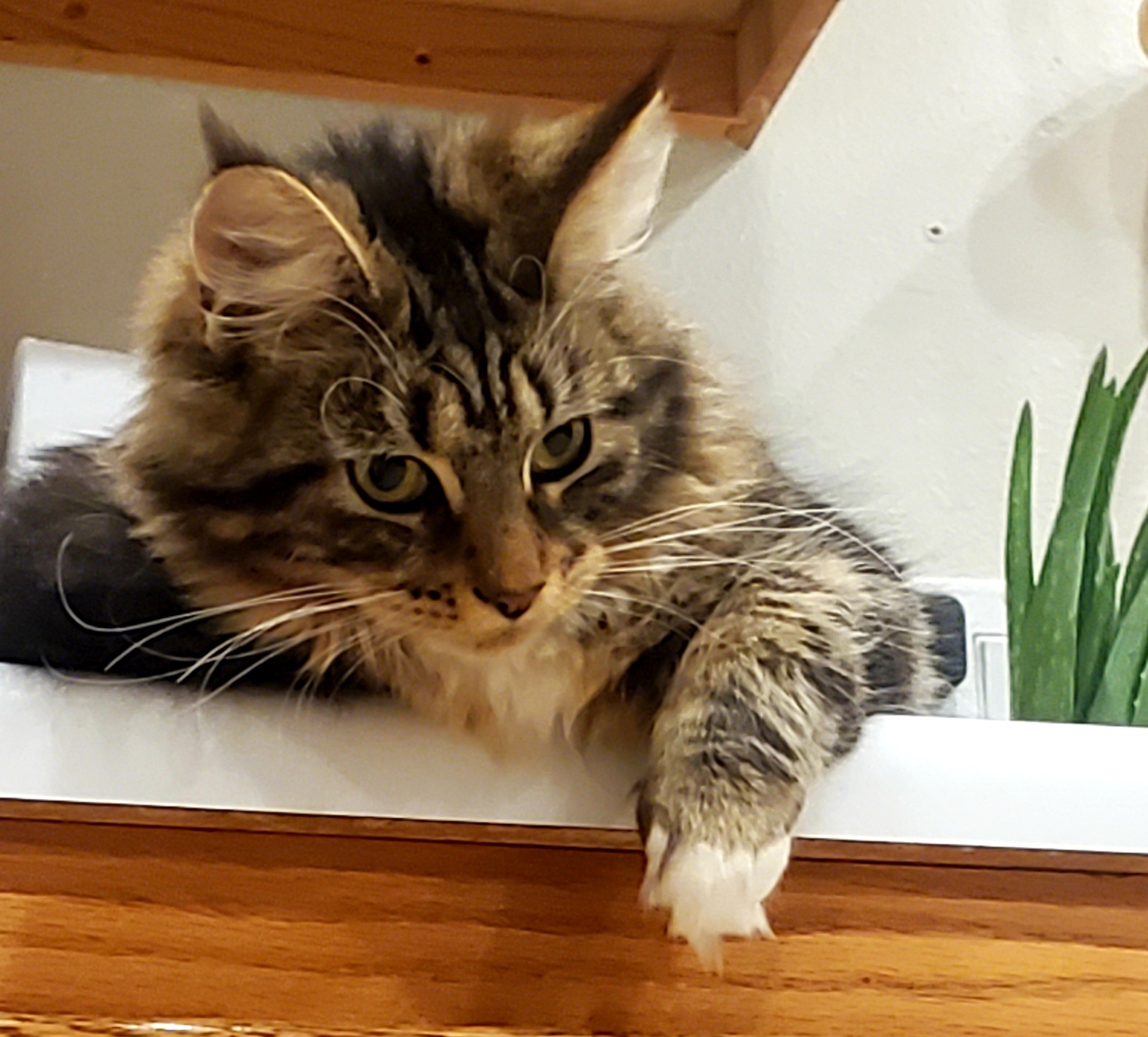 31-52 Weeks – Maine Coon Adventures