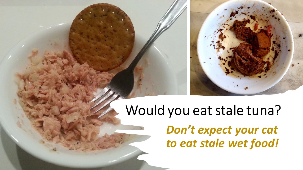 Why Cats Don’t Eat All Their Food – Maine Coon Adventures