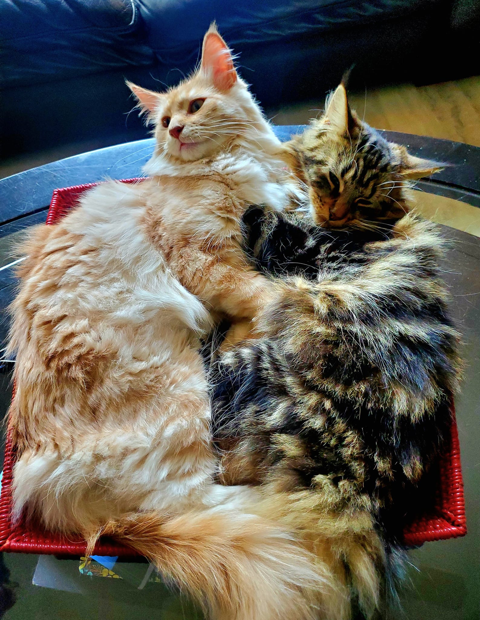 Year One – Adventures of Freya and Siggy