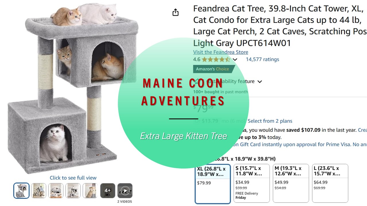 Assembling a Maine Coon Kitten Tree – Maine Coon Adventures