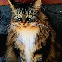 Maine Coon Companionship – Maine Coon Adventures