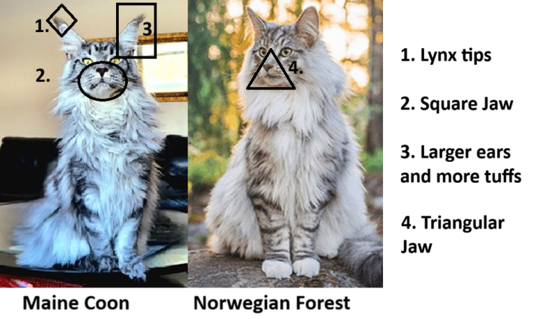 Maine Coon, Forest Cat, Domestic Long Hair – Maine Coon Adventures